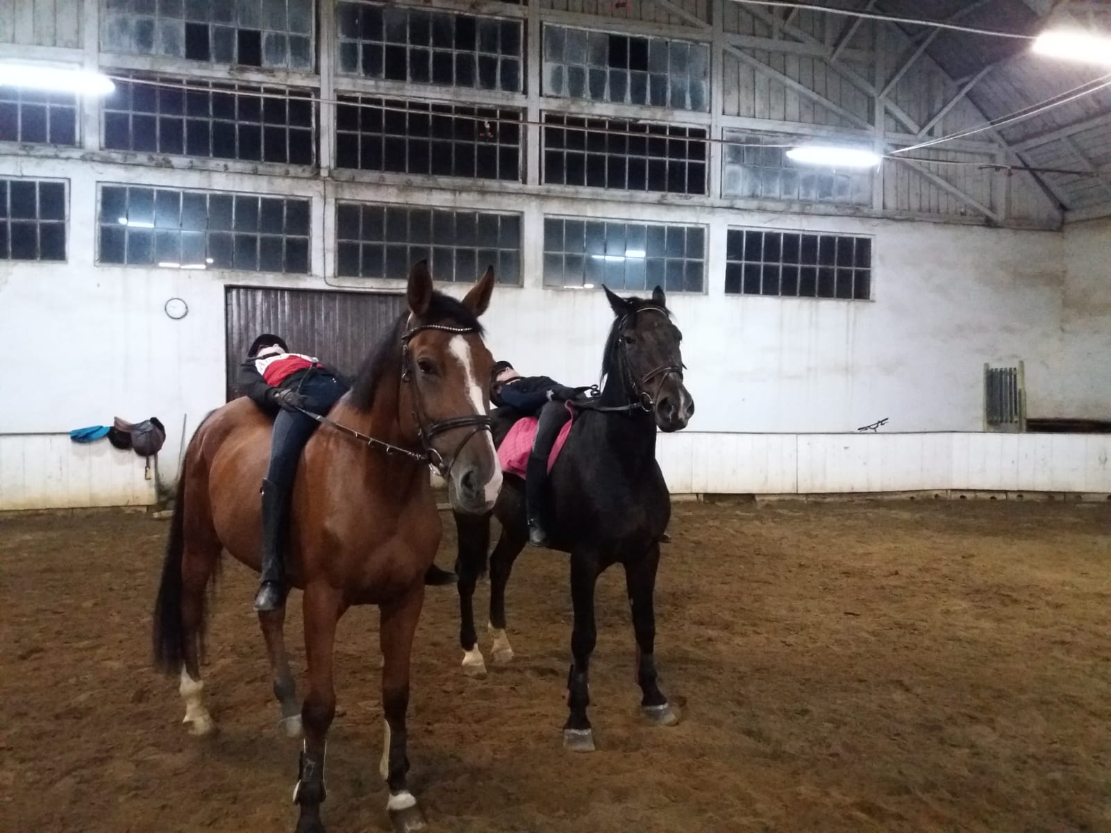 Scoala de echitatie Radauti - Ecvestru Park Sucevita